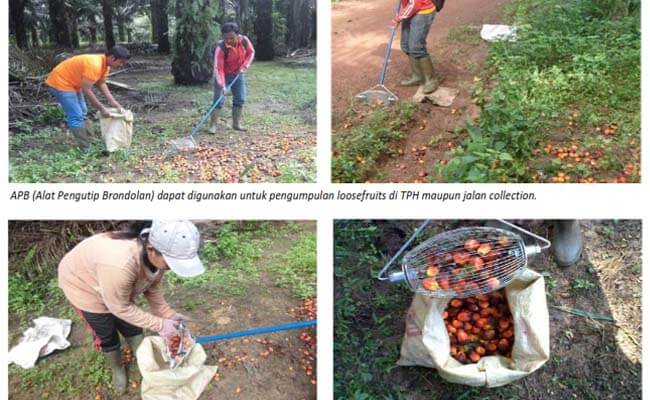 Alat Pungut Brondolan Sawit, Pengerjaan Jadi Lebih Mudah dan Bersih